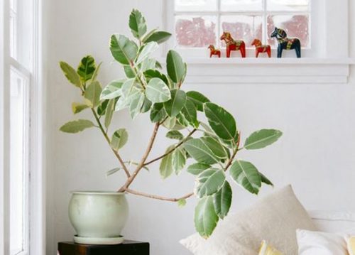 Guía de Plantas: Manto de Eva o Alocasia - Depto51 Blog