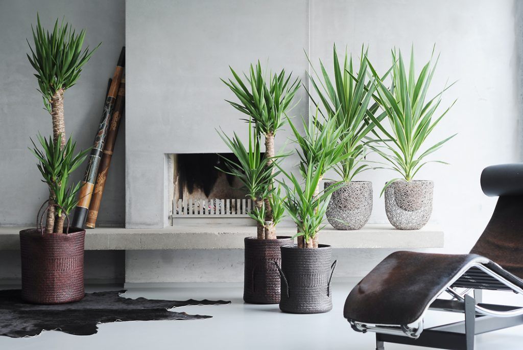 Guía de Plantas: Yuca | Depto51 Blog