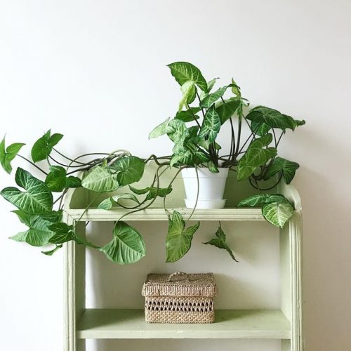Guía de Plantas: Manto de Eva o Alocasia – Depto51 Blog